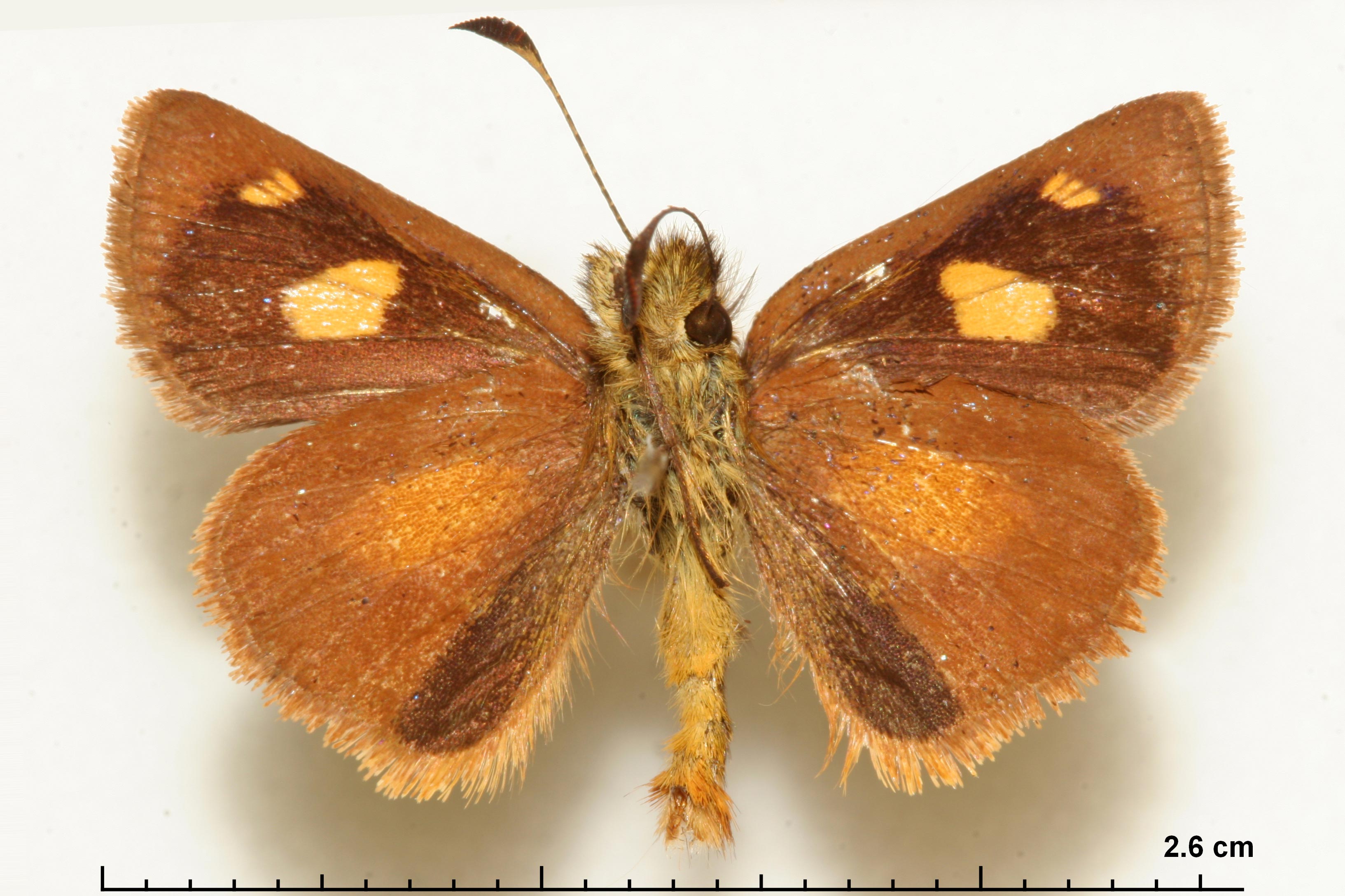Ladda simplicis (type specimens)